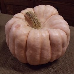 Pink Pumpkins - Mama Likes To Cook