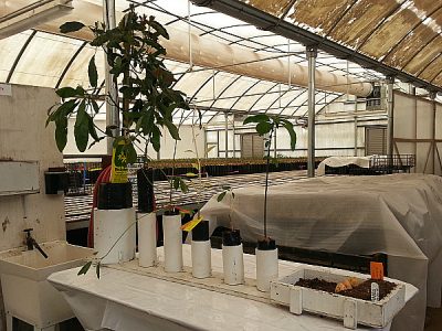 Brokaw Avocado Nursery Tour - Ventura, California - Mama Likes To Cook