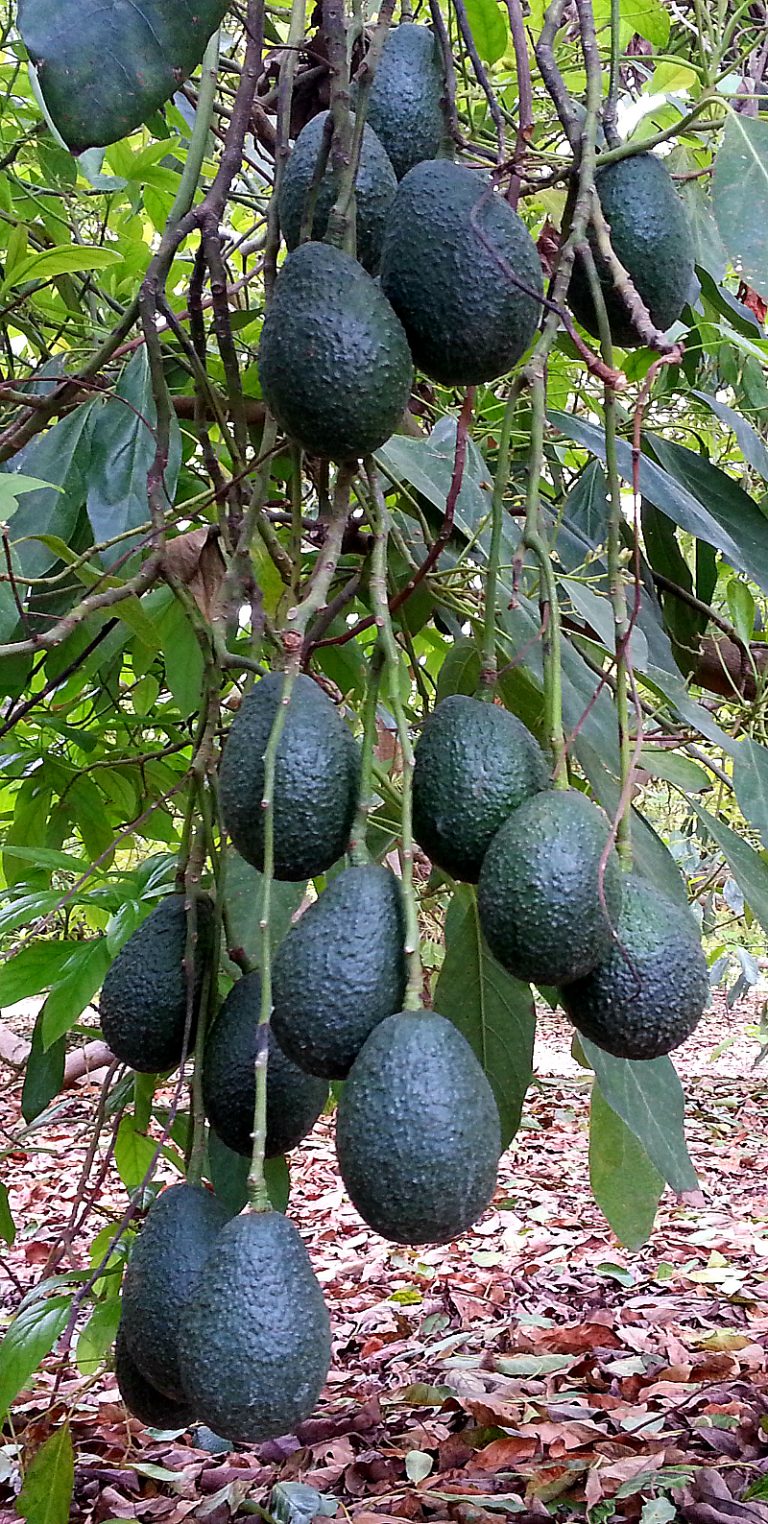 Avocado Recipes Round Up - Mama Likes To Cook