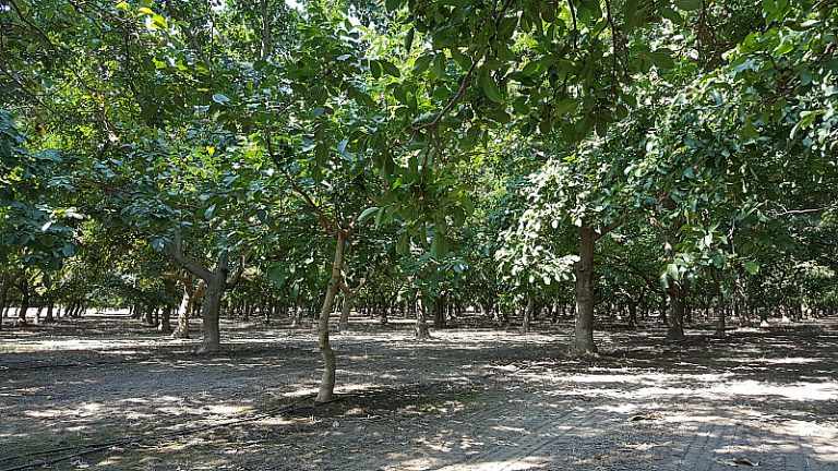 Walnut Farm Tour and 13 Tasty Walnut Recipes - Mama Likes To Cook