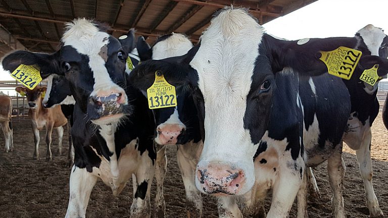Fiscalini Farmstead Cheese Tour in Modesto - Mama Likes To Cook