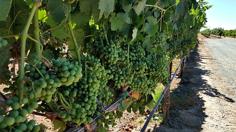 Acquiesce Winery and Vineyards - Acampo, California - Mama Likes To Cook