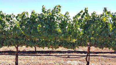 Acquiesce Winery and Vineyards - Acampo, California - Mama Likes To Cook